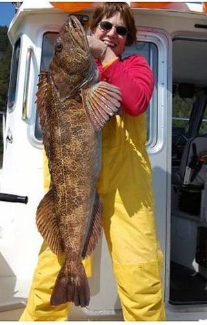 Lingcod spotlight top choice in Puget Sound and Strait for anglers in ...
