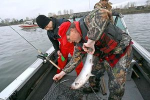 First Columbia River spring chinook seen at Bonneville Dam fish ladder ...