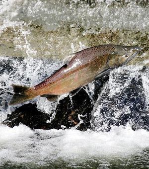 Columbia River fall chinook returns continue to dip below expectations ...