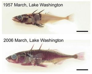 Washington Lake Fish Species