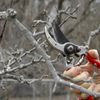 Pruning is a necessary evil, and can be done well | The Seattle Times