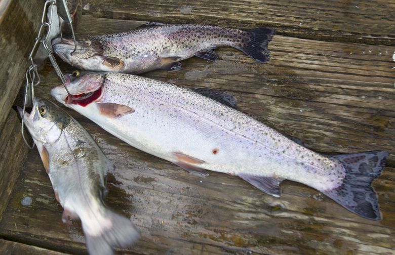 Thousands of trout planted this month give anglers early start for ...