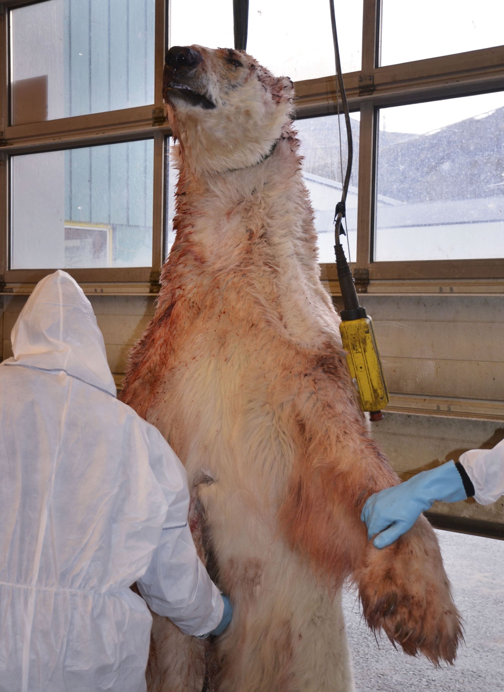 The Biggest Polar Bear In The World Arctic Expedition Leader: I Tried