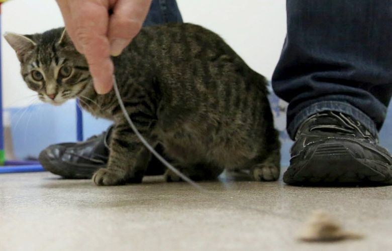 Cat Dancer still entrances pets, makes money after 30 years | The ...