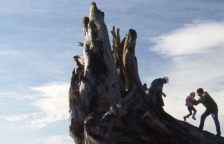 Whee, what a tree | The Seattle Times