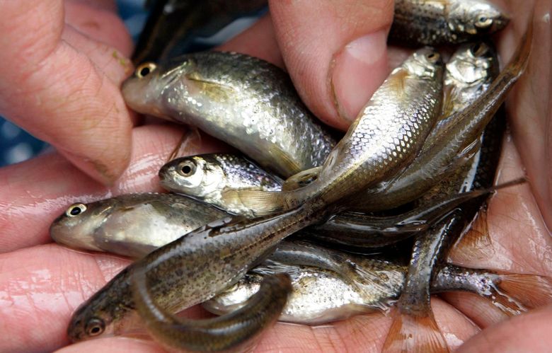 Oregon minnow is first fish to be taken off endangered list | The ...