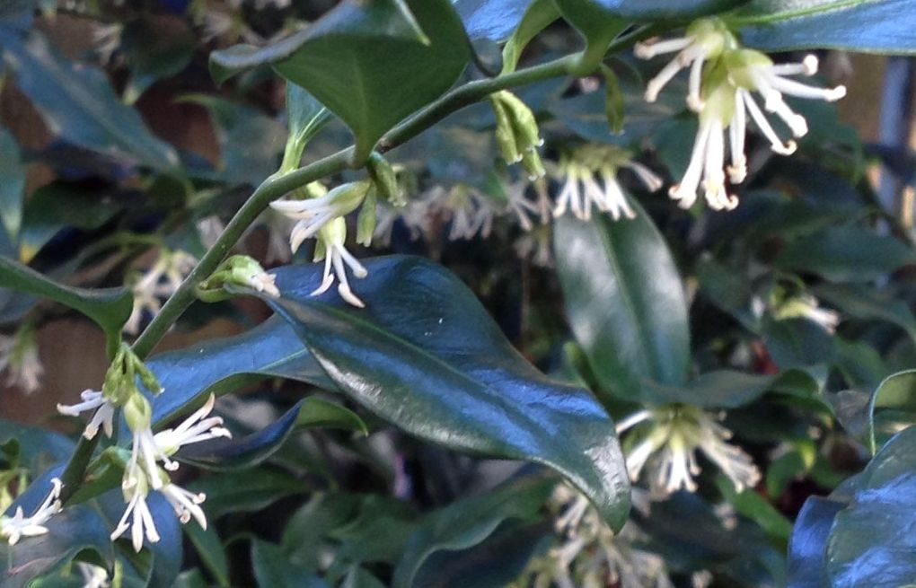 Pruning Sarcococca