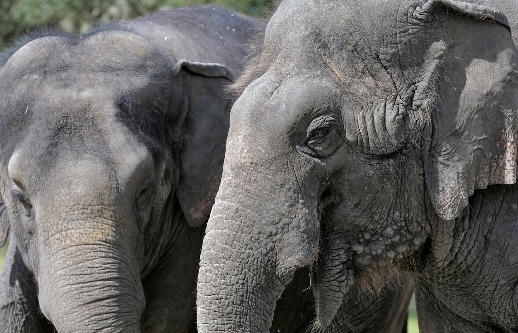 Elephants | The Seattle Times