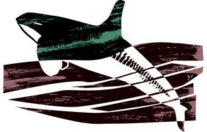 Save Puget Sound’s orcas by protecting West Coast waters | The Seattle ...