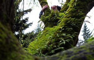A treehouse for bees | The Seattle Times
