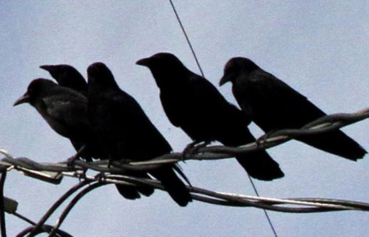 Crows may learn lessons from death, UW research shows | The Seattle Times