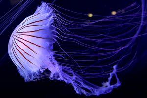 Learning to jam with jellies at Point Defiance | The Seattle Times