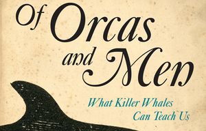 ‘Of Orcas and Men’: What we can learn from the killer whale | The ...