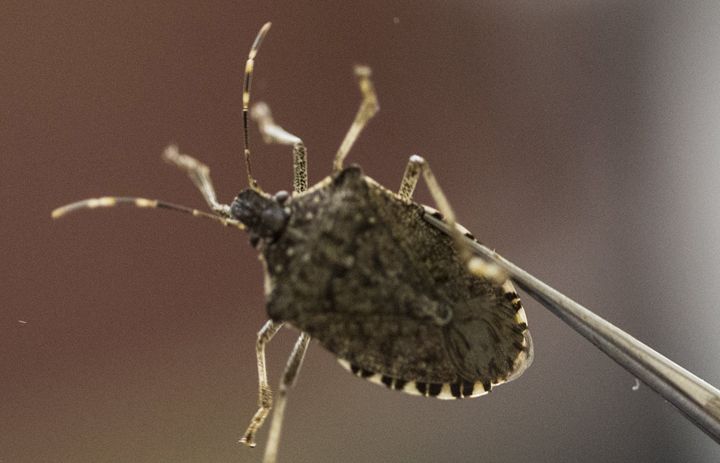 Farmers worry about harvest as stink bugs make a mess in NW region ...