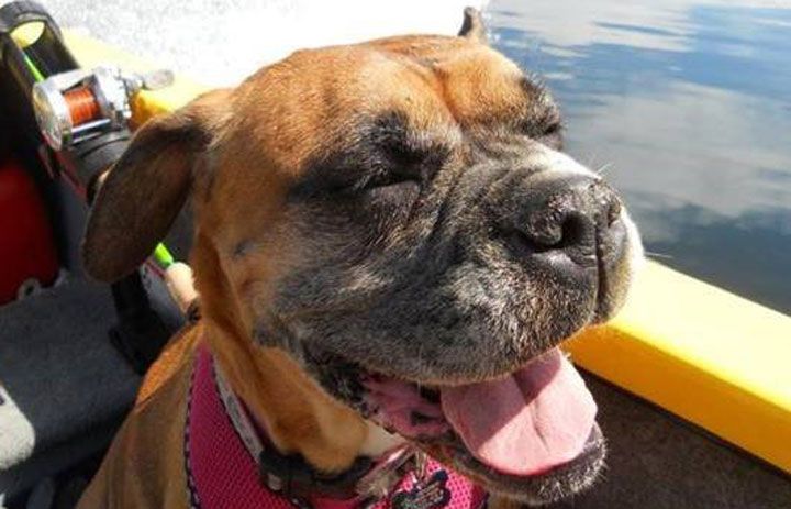 Dogs from across Northwest compete at herding in Oregon | The Seattle Times