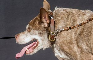 Quasi Modo crowned World’s Ugliest Dog | The Seattle Times