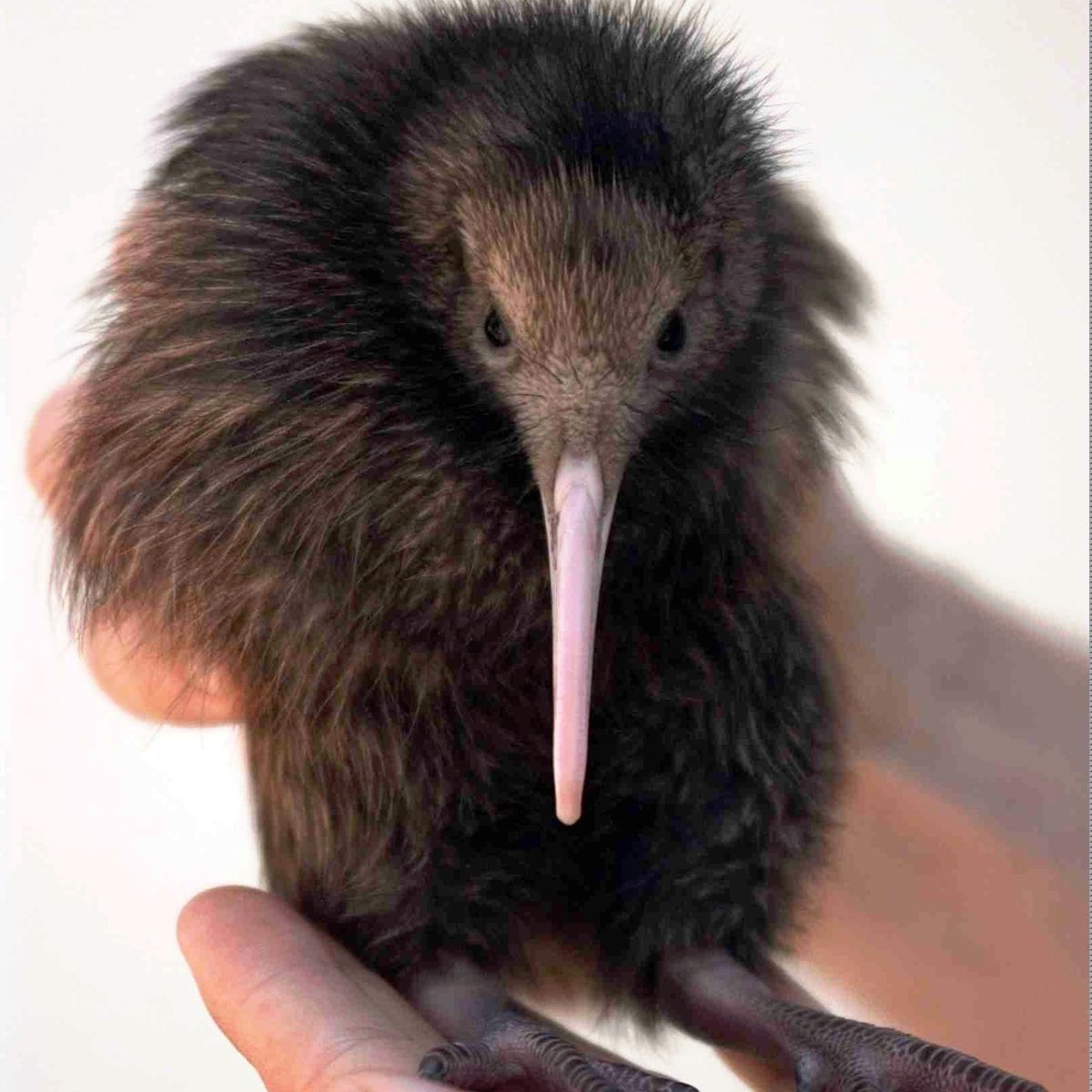 Kiwi DNA study reveals bird lost color vision | The Seattle Times