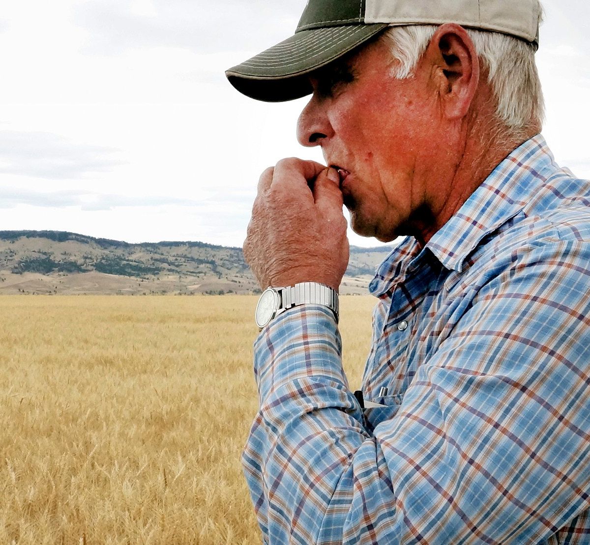 Drought shrivels quality of Northwest’s winter wheat | The Seattle Times