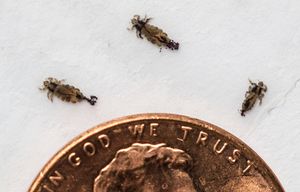 Bad bugs: State’s lice now highly resistant to common treatment | The ...
