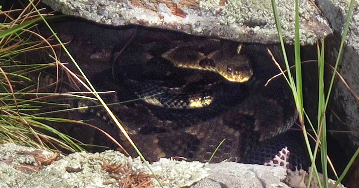 Mysterious fungus killing snakes in at least 9 states | The Seattle Times