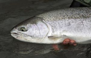 Managing rivers for wild and hatchery-raised steelhead | The Seattle Times