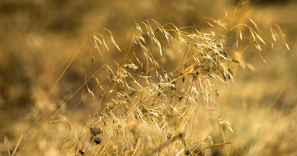 “Grassoline” fueling the spread of Washington’s wildfires | The Seattle ...