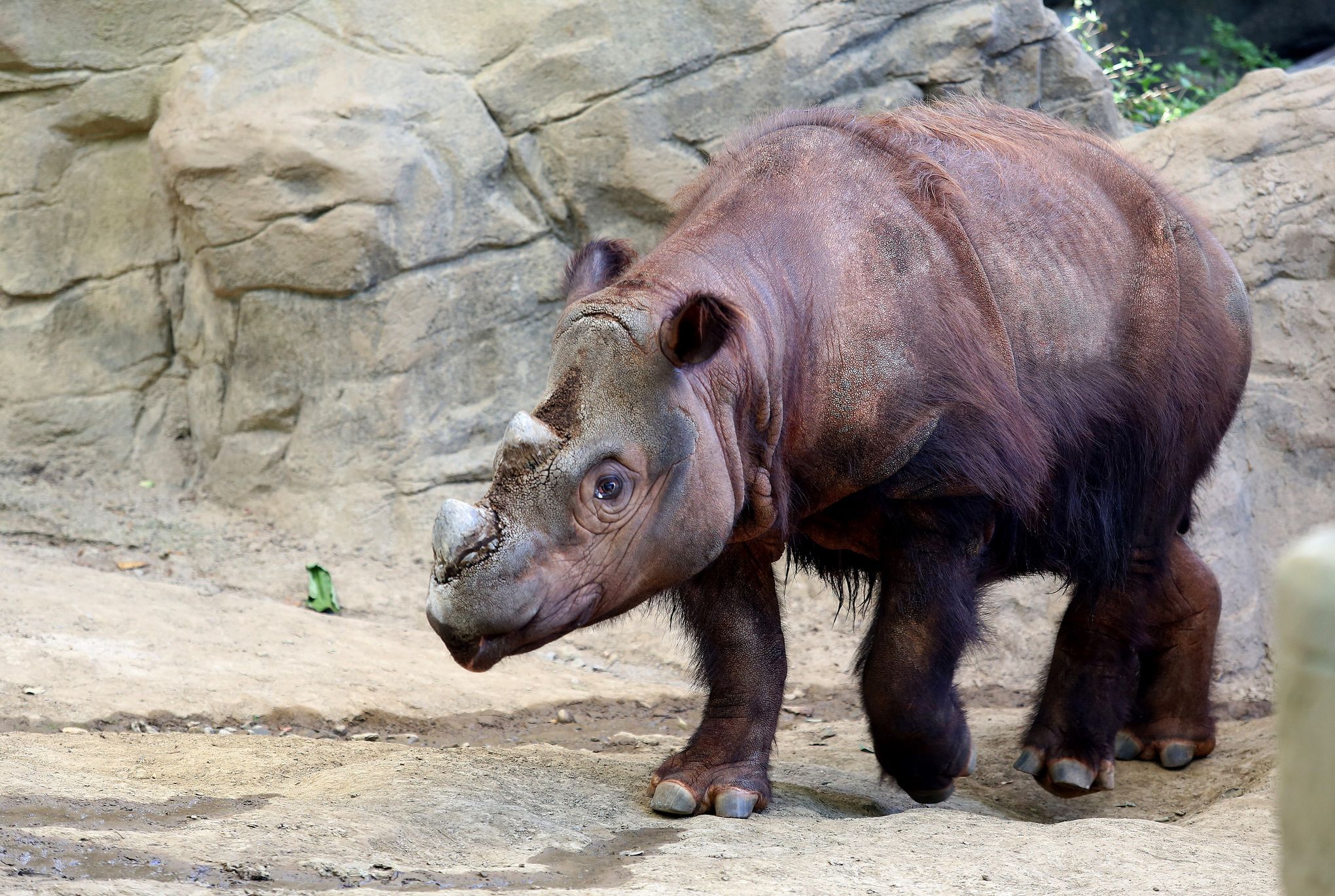 Sumatran Rhino Habitat