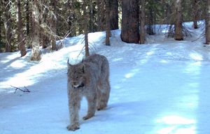 Rare photos of Colorado lynx captured by automated cameras | The ...