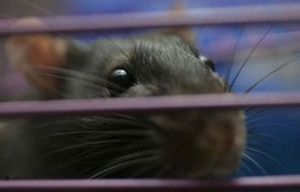 Viral video of subway rat dragging pizza spurs trash talk | The Seattle ...