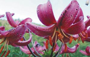 Know Your Lilies: Lilies for sun, for shade, for show | The Seattle Times