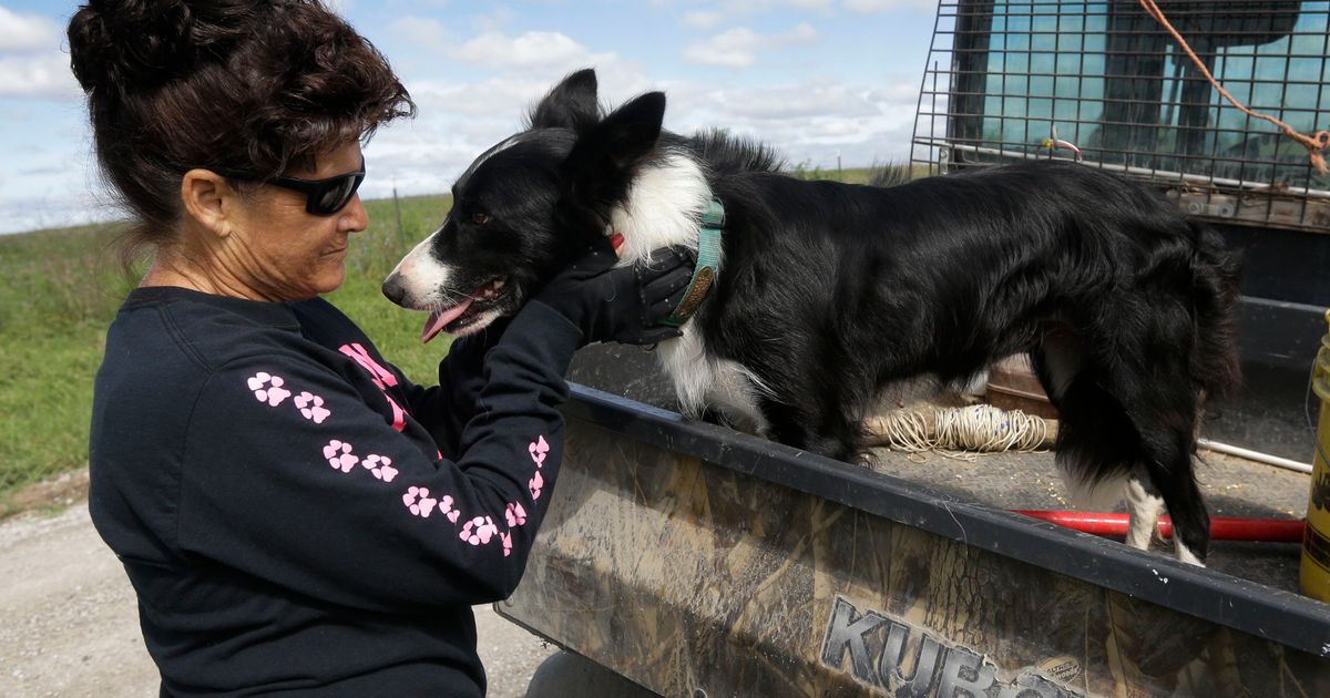 Specially trained dogs help out farmers with disabilities | The Seattle ...