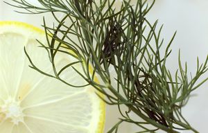 The thrill of dill: Four recipes showcasing the ‘forgotten’ herb | The ...