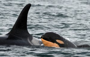 Experts have high hopes for survival of latest baby orca | The Seattle ...