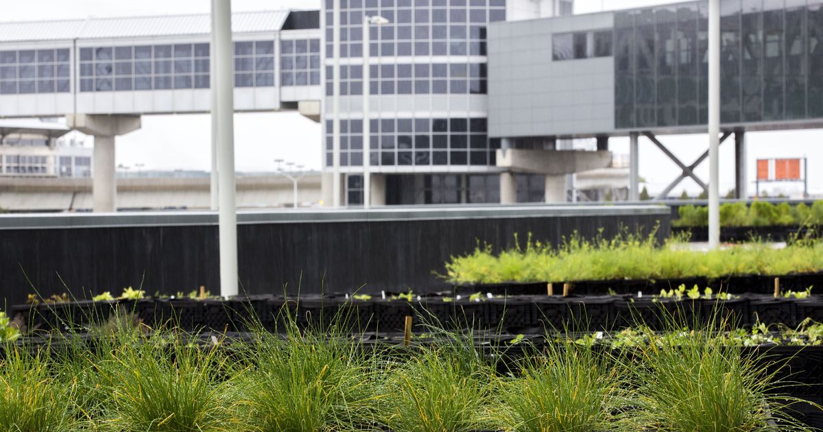 Farm to tray table? JetBlue tries a culinary experiment | The Seattle Times