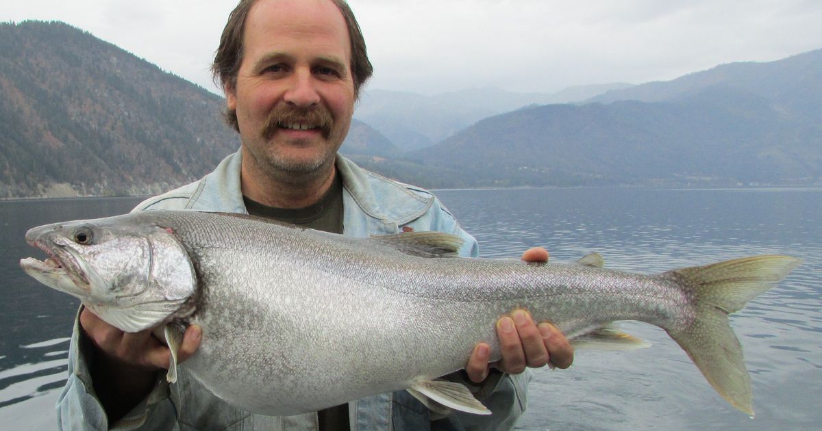 Guide Anton Jones finds good trolling action for Lake Chelan lake trout ...