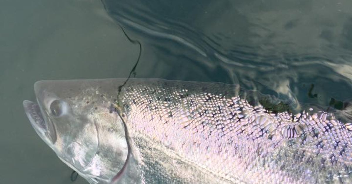 Winter chinook on small side, but plenty of them to catch in central ...
