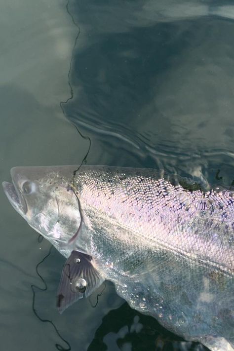 Winter chinook on small side, but plenty of them to catch in central ...