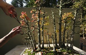 Pacific Bonsai Museum: Training, shaping, pruning on a miniature scale ...