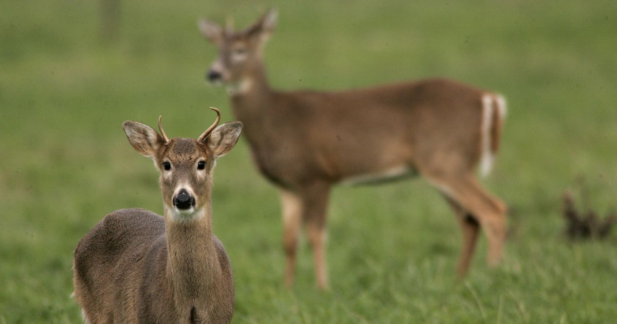 Success story: White-tailed-deer population rebounds | The Seattle Times