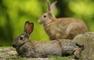 ‘It’s not cute anymore’: Bunny brouhaha as Langley is overrun with ...