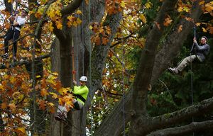 The glory of big trees revealed in recreational climbing | The Seattle ...