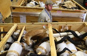 Thousands of exotic animals are shipped through Seattle each year | The ...