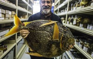 Study adds 37 species to Salish Sea’s fish list, bringing total to 253 ...