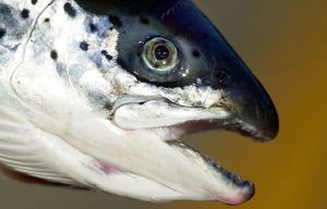 What’s for dinner? Genetically engineered salmon OK’d by FDA | The ...