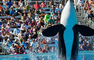 Activists say ending SeaWorld orca shows not enough | The Seattle Times