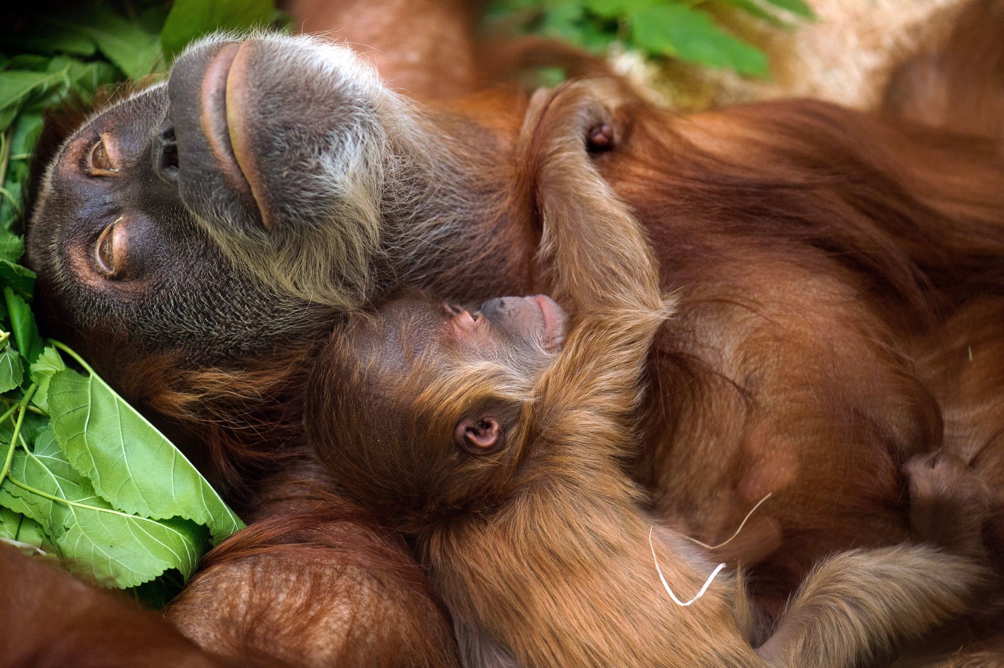Our Favorite Cute Animal Photos From 2015 The Seattle Times A