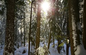 Winter forest fun | The Seattle Times