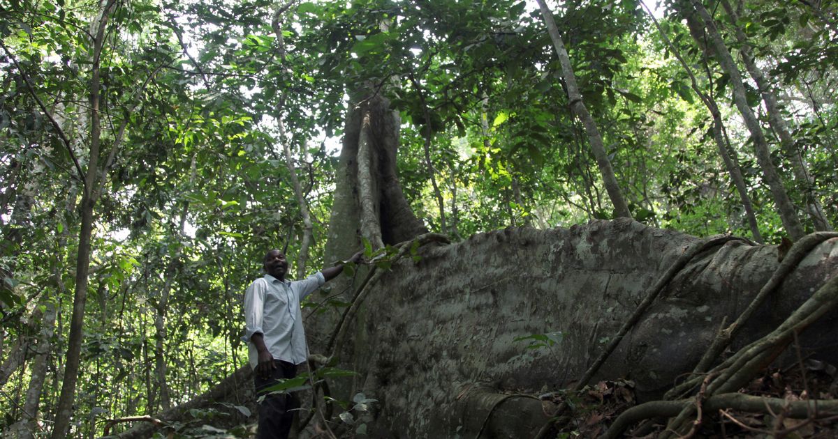 Uganda: Little concern, impact of Zika virus in Zika Forest | The ...