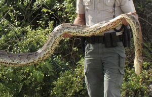61 pythons caught so far in Florida’s ‘Python Challenge’ | The Seattle ...