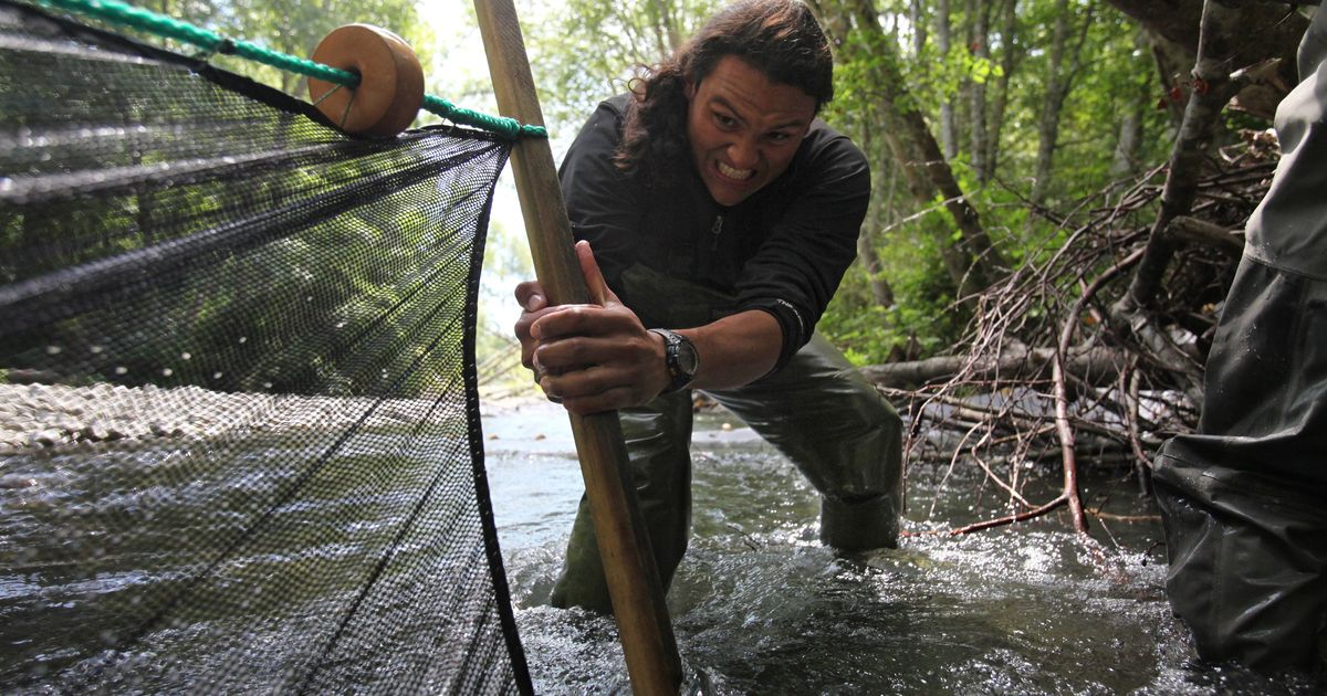 Elwha exhibit at Burke explores reborn river | The Seattle Times
